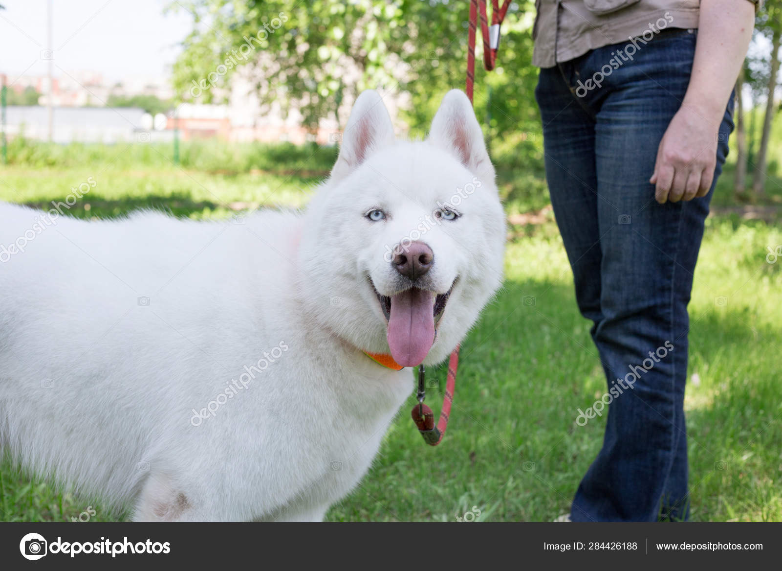 White Samoyed Blue Eyes | atelier-yuwa.ciao.jp