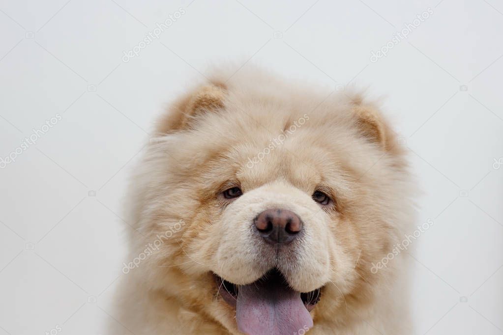 Lindo cachorro chow chow está mirando a la cámara. Aislado sobre un ...