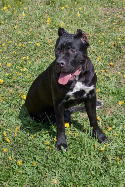 Black pitbull Stock Photos, Royalty Free Black pitbull Images ...