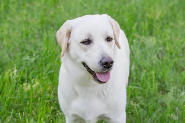 Fat labrador retriever Stock Photos, Royalty Free Fat labrador ...