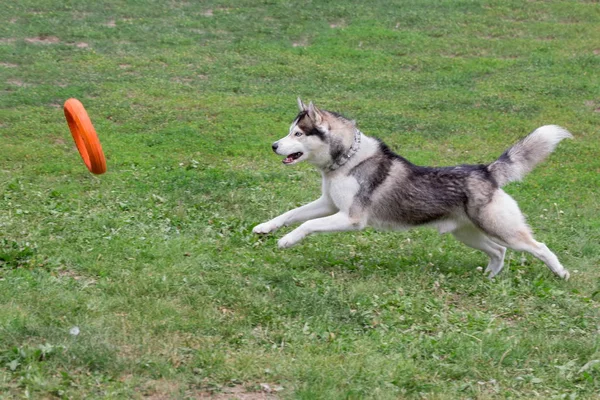 Fetch game Stock Photos, Royalty Free Fetch game Images | Depositphotos