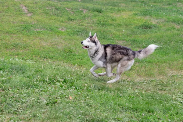 Husky running Stock Photos, Royalty Free Husky running Images ...