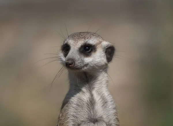 Meerkat Face