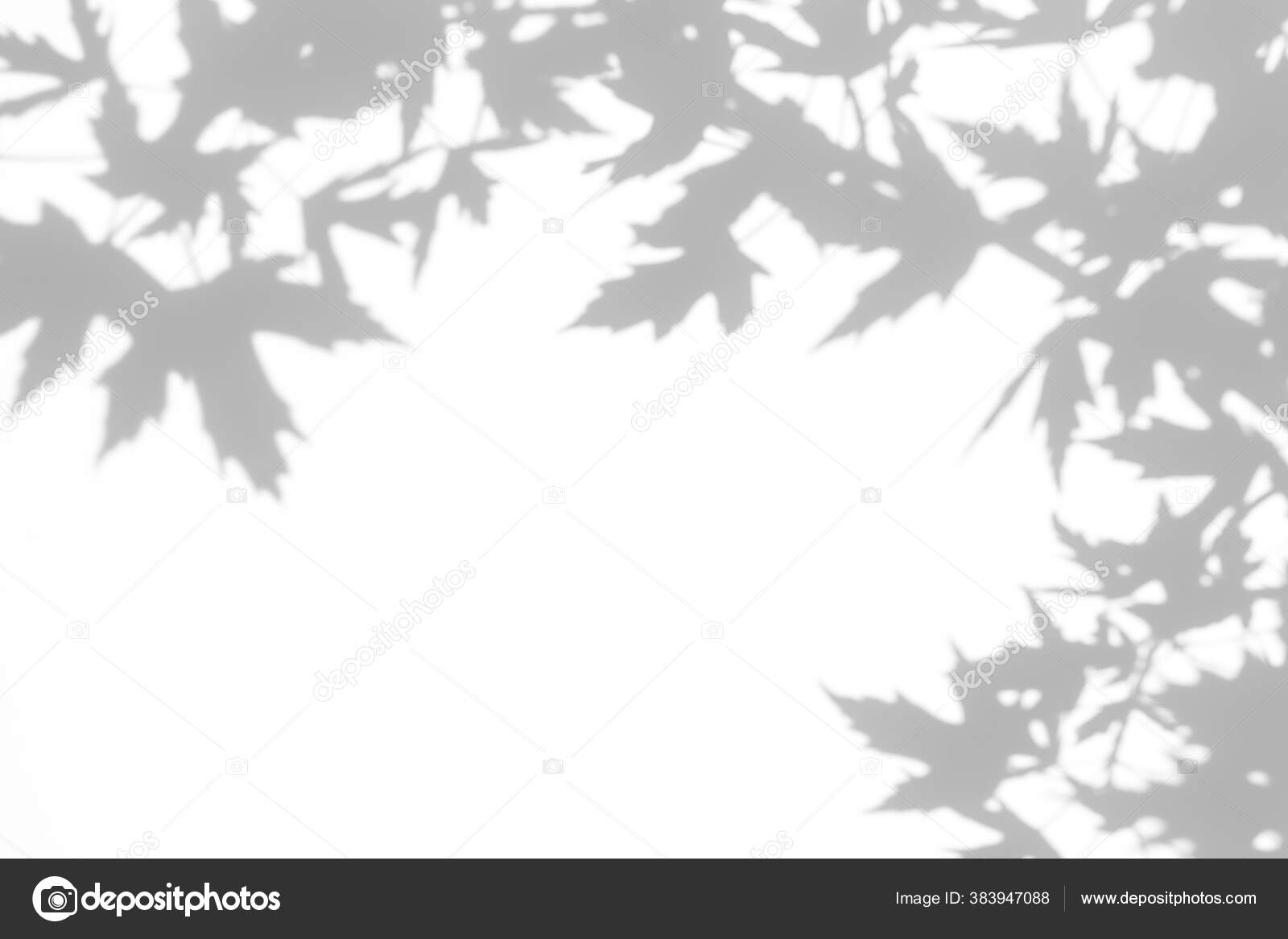 Overlay Effect Photo Gray Shadow Maple Tree Leaves White Wall — Stock ...