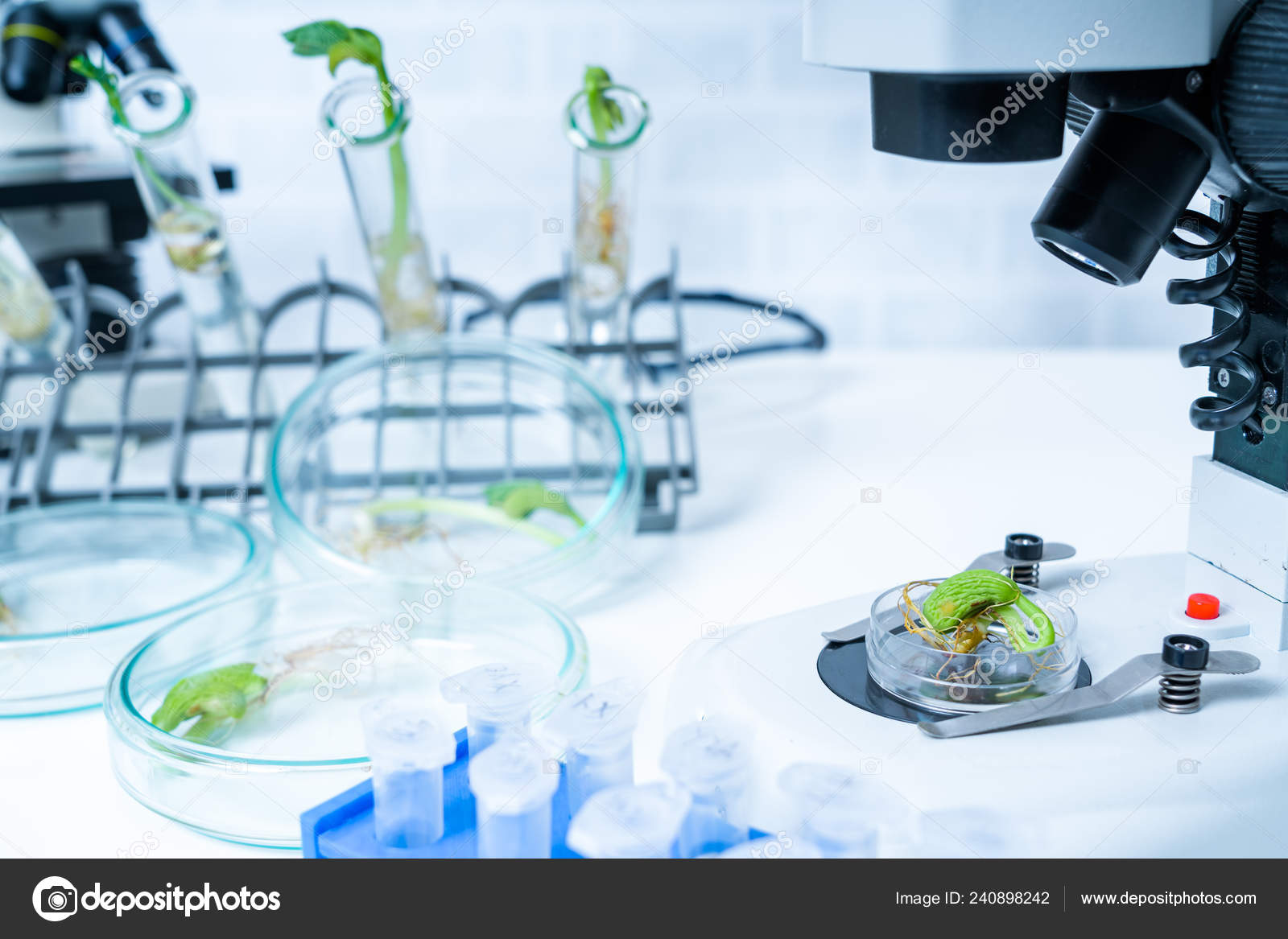 Ecology laboratory exploring new methods of plant breeding Stock Photo ... Ecology laboratory exploring new methods of plant breeding Stock Photo ...