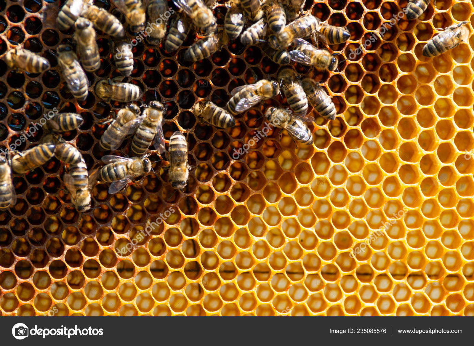 Honey Bee Close Stock Photo by ©klagyivik 235085576