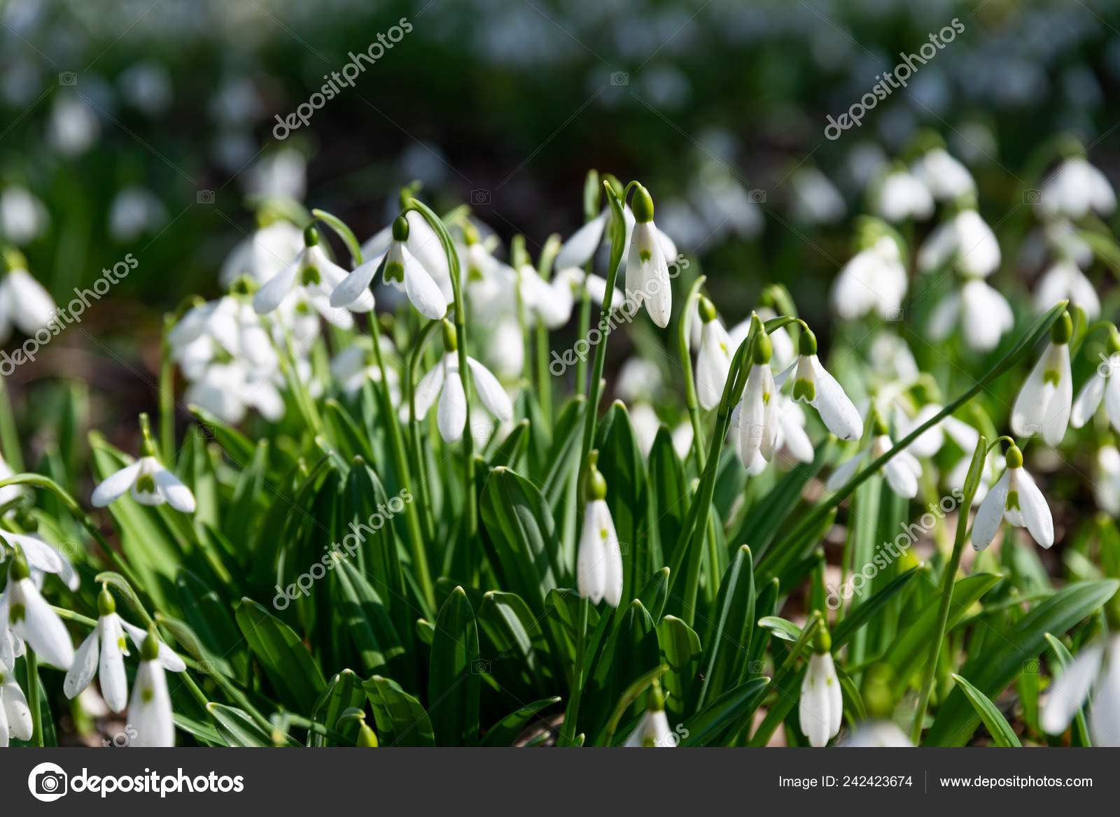 Beautiful Snowdrops Nature Background Stock Photo by ©klagyivik 242423674