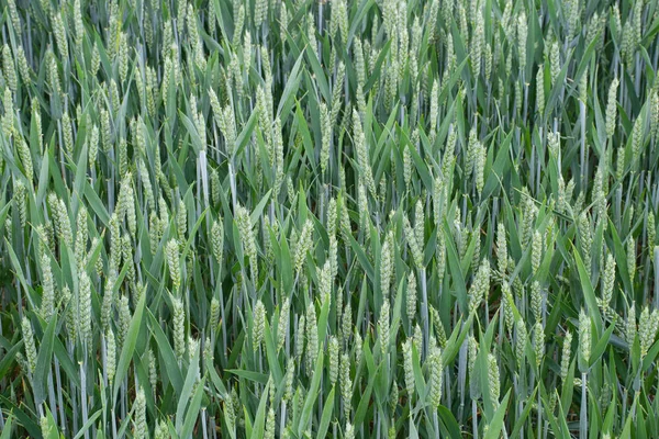 Terrace wheat cultivation Stock Photos, Royalty Free Terrace wheat ...