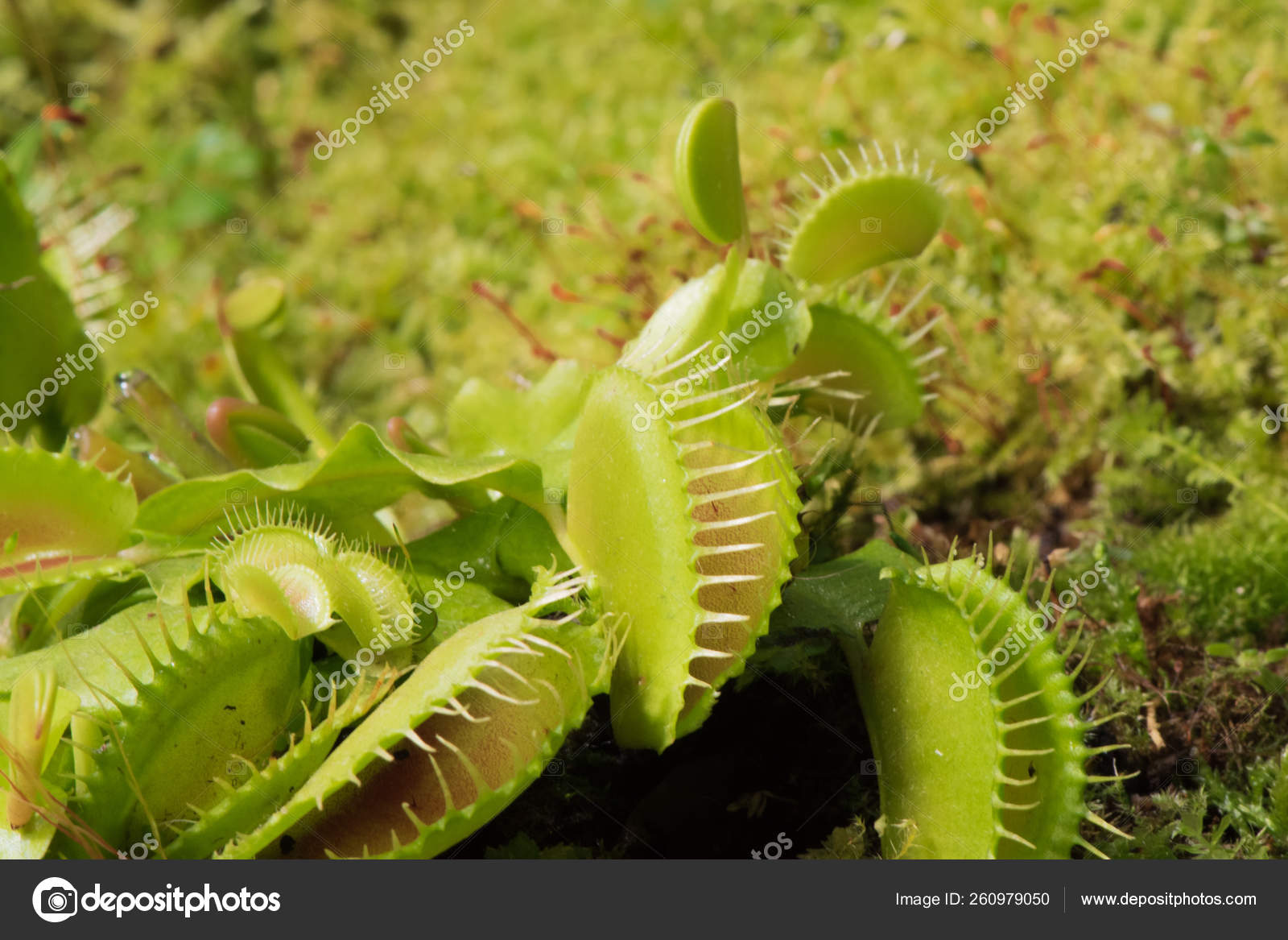 Green Venus flytrap, carnivorous plant — Stock Photo © barulho.my.com ...