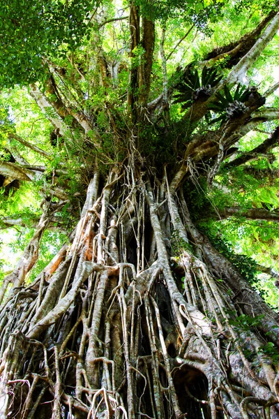 Rainforest Strangler Fig