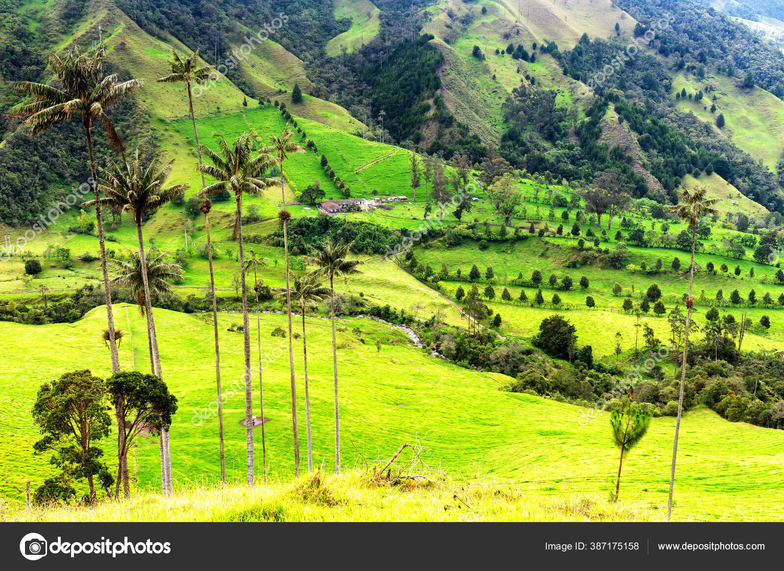 Landscape Wax Palm Trees Ceroxylon Quindiuense Cocora Valley Valle ...