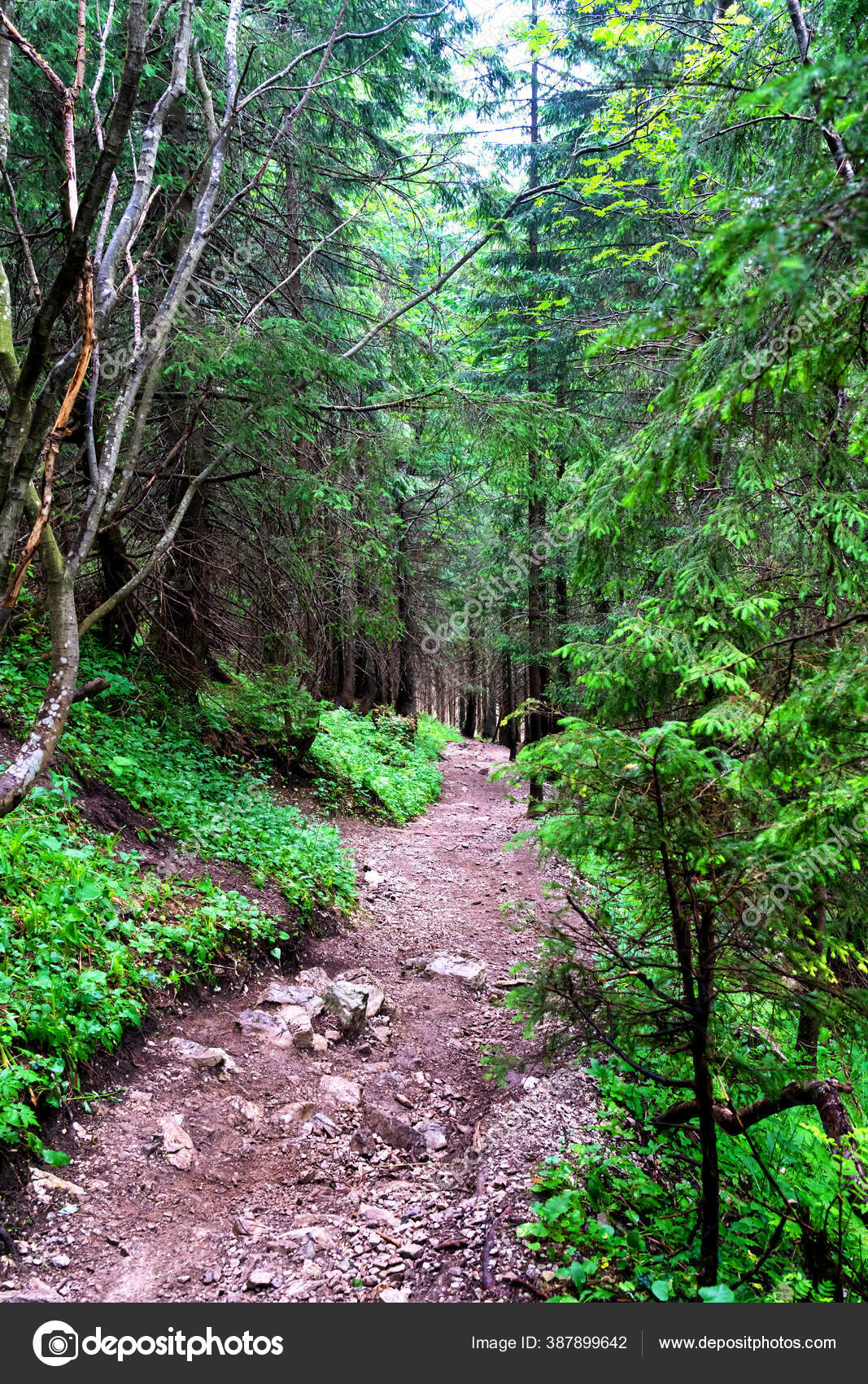 High Tatras Mountains Mountain Range Border Slovakia Preov Region ...