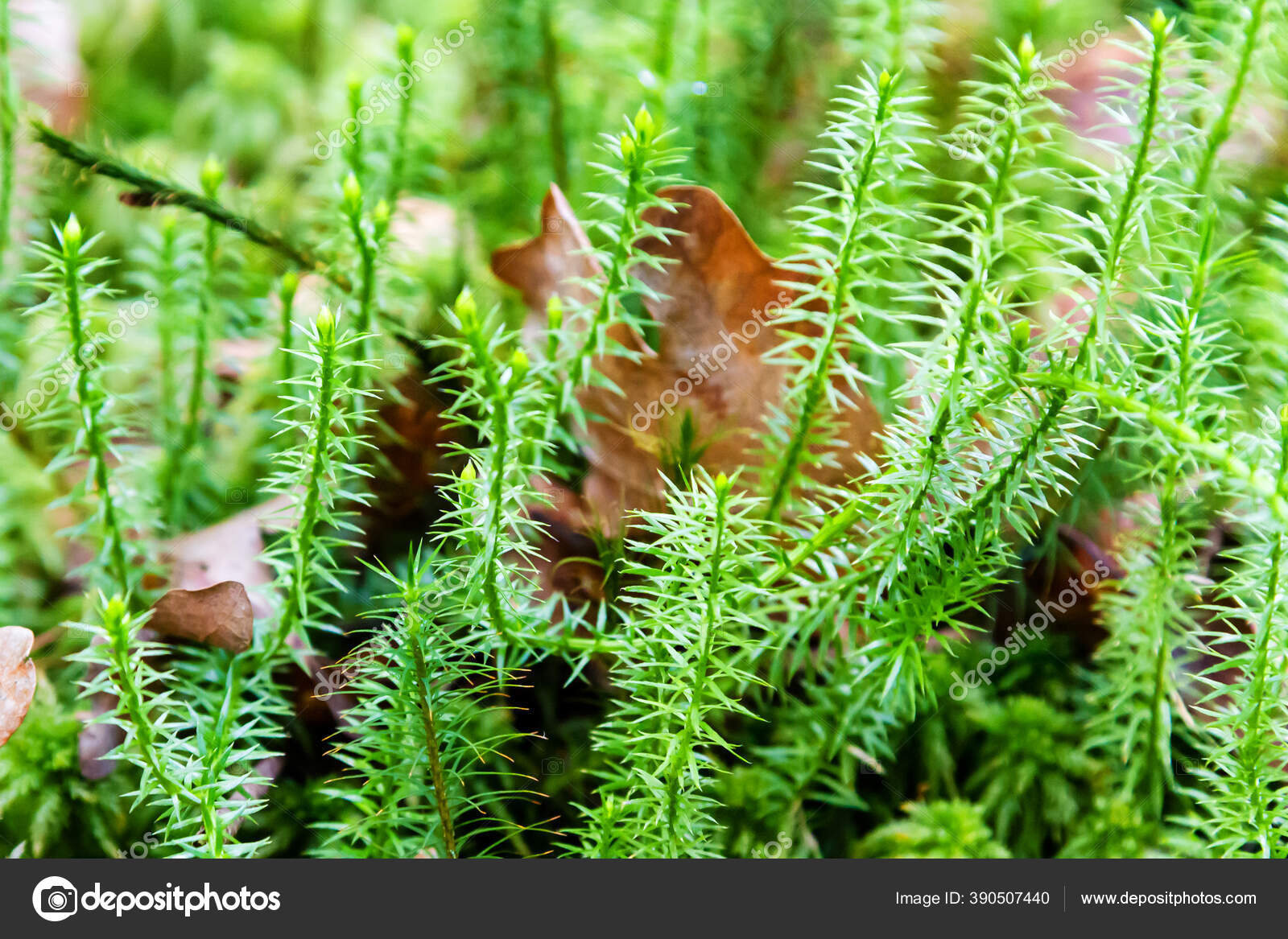 Pteridophytes Lycopodium