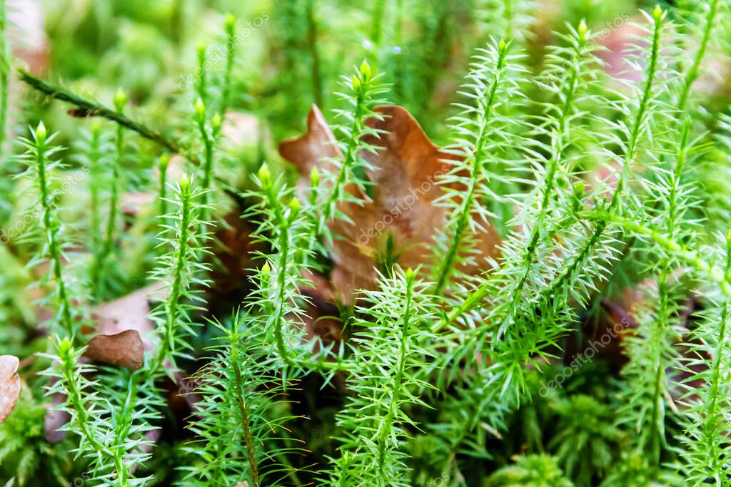 Lycopodiophyta, Lycopodium o Lycopods musgo primer plano en el bosque ...