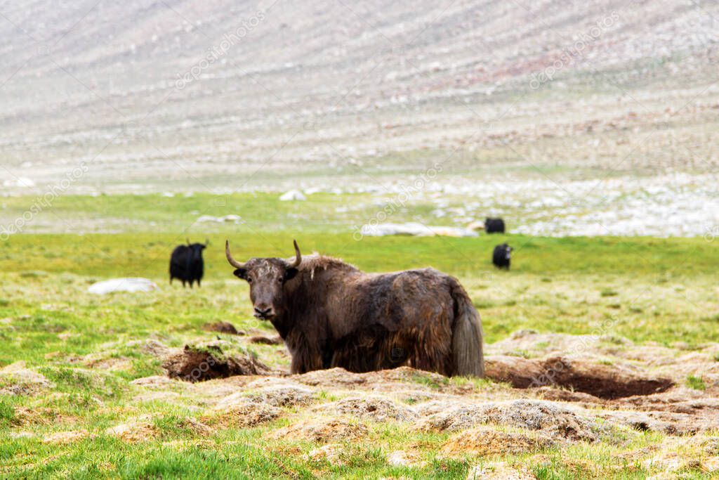 Yak asiático en un pasto en las montañas Pamir, Tayikistán, Asia ...