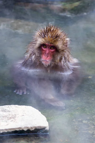Japan hot spring monkey Stock Photos, Royalty Free Japan hot spring ...