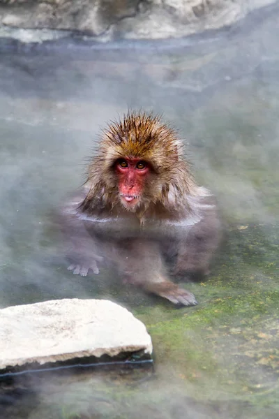 Japan hot spring monkey Stock Photos, Royalty Free Japan hot spring ...