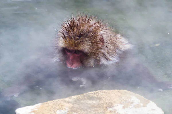 Japan hot spring monkey Stock Photos, Royalty Free Japan hot spring ...