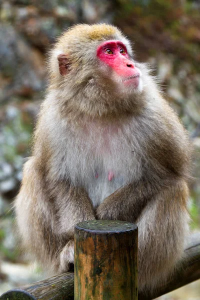 Monkey red lips Stock Photos, Royalty Free Monkey red lips Images ...