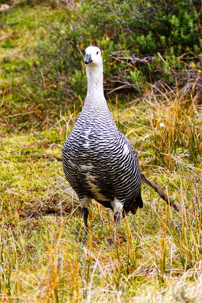 Ganso macho de montaña o ganso de Magallanes (Chloephaga picta). Parque ...