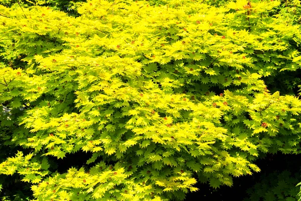 Arbustos pitorescos Stock Photos, Royalty Free Arbustos pitorescos ...