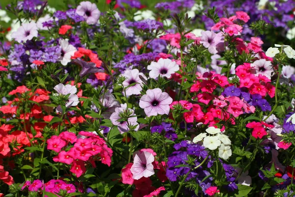 Background of multi-colored flowers - Stock Image - Everypixel