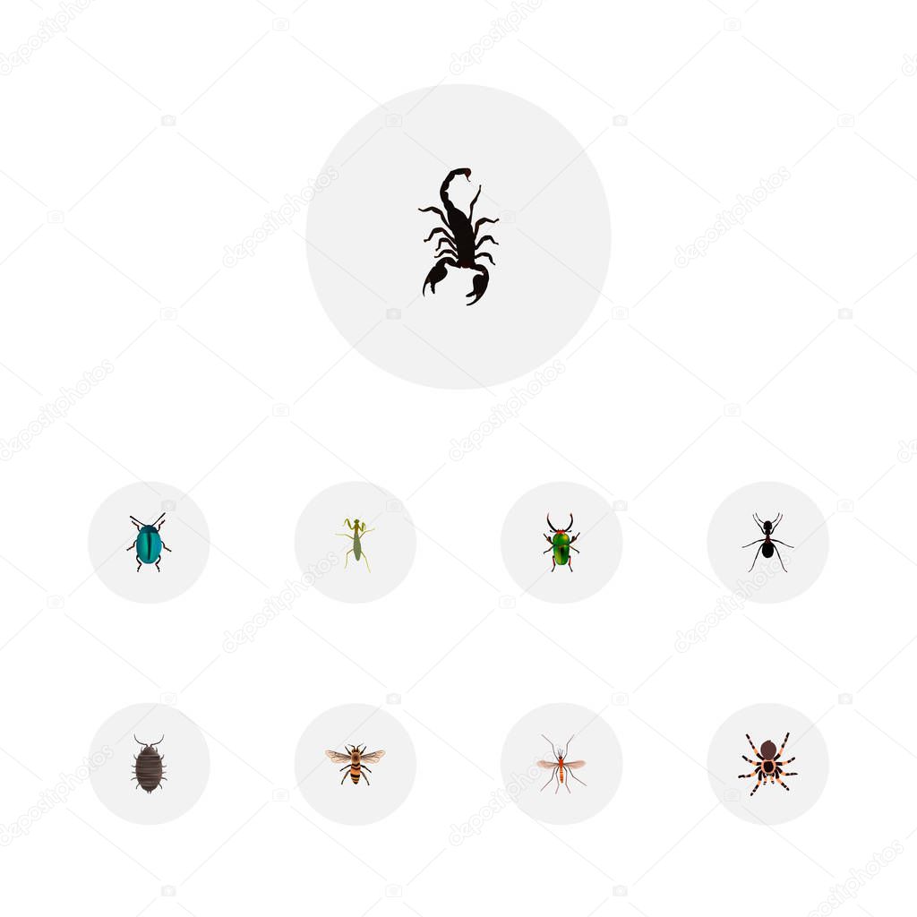 Conjunto de símbolos realistas de errores con mosca doméstica, bug ...