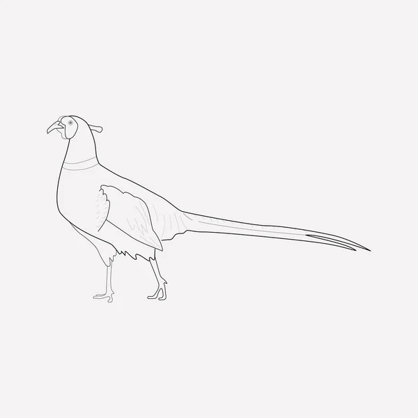 Pheasant outline Vector Art Stock Images | Depositphotos