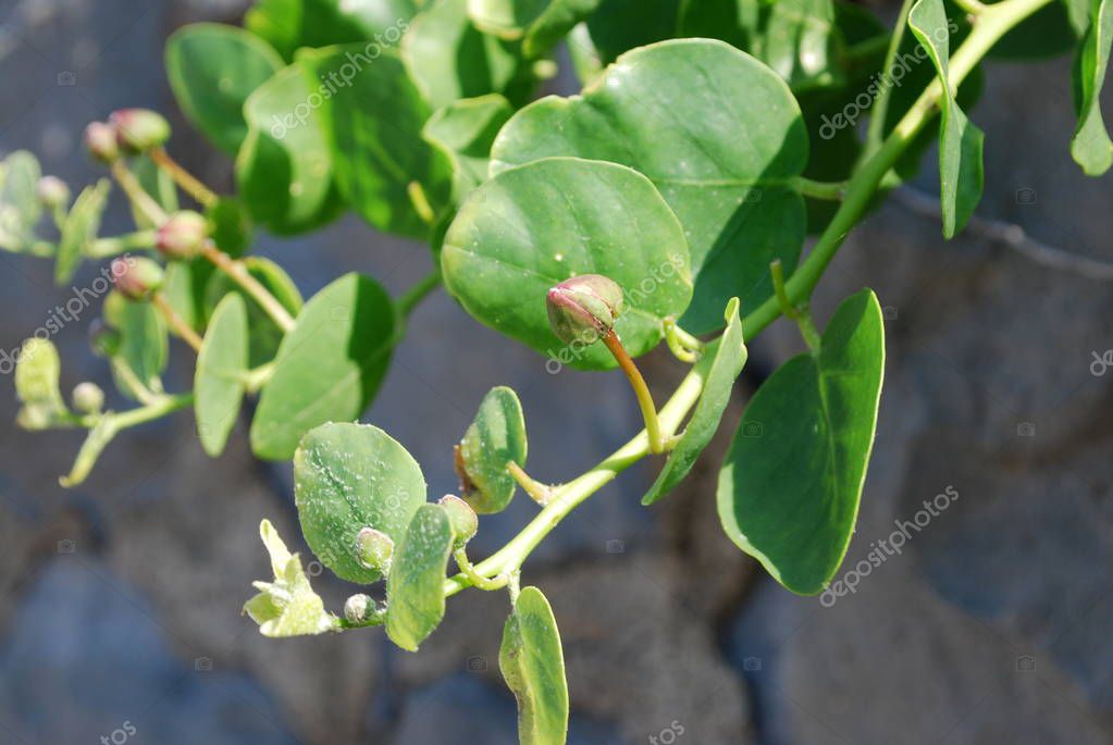 Detalle de la planta de alcaparra: Un primer plano del brote de la ...