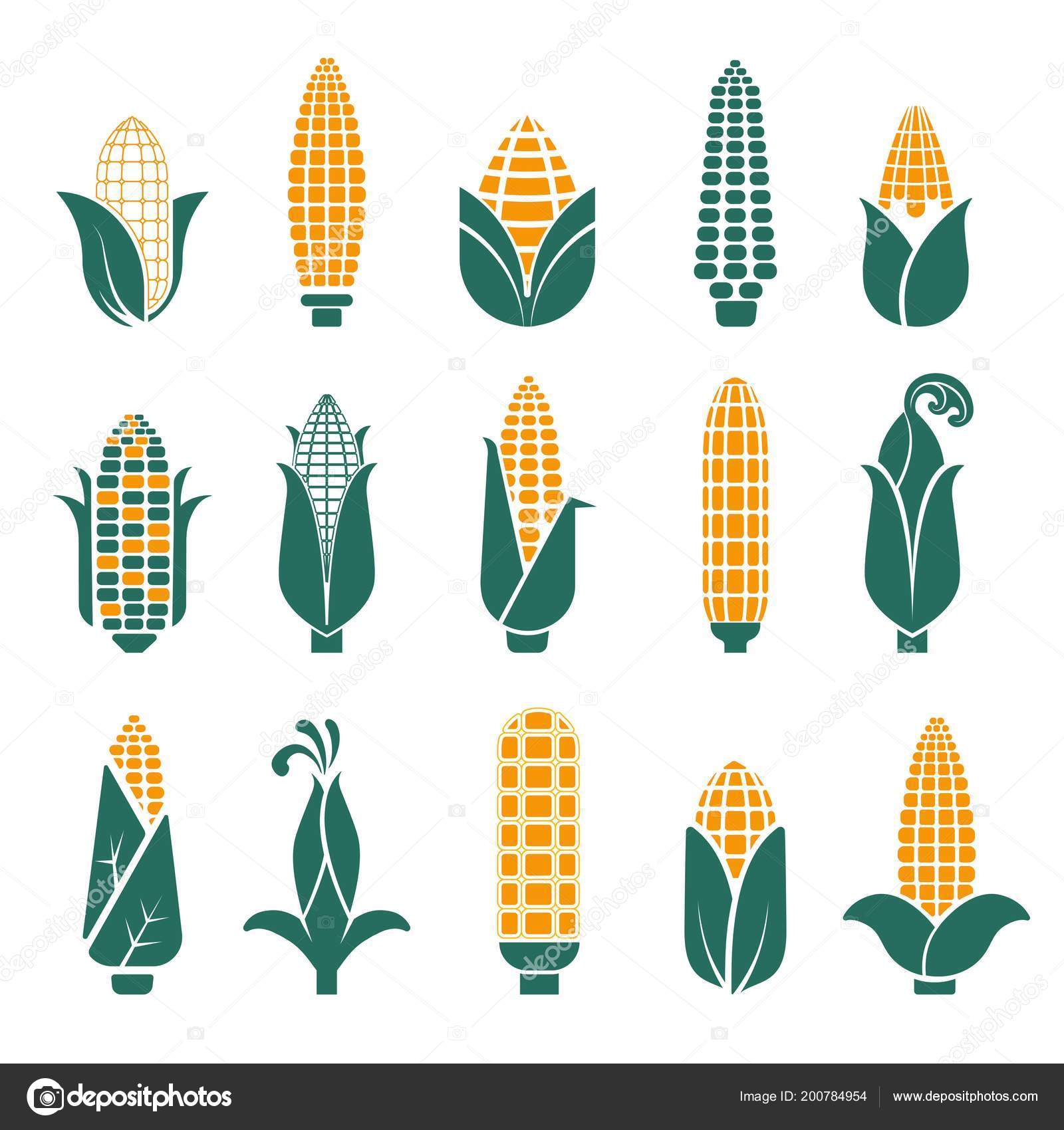 Colourful Corn Cobs Isolated White Background Stock Vector Image by ...