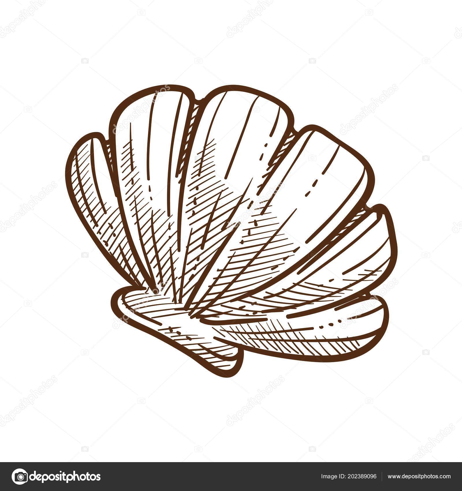 Scallop Shell Monochrome Sketch Outline Marine Object Hard Protective ...