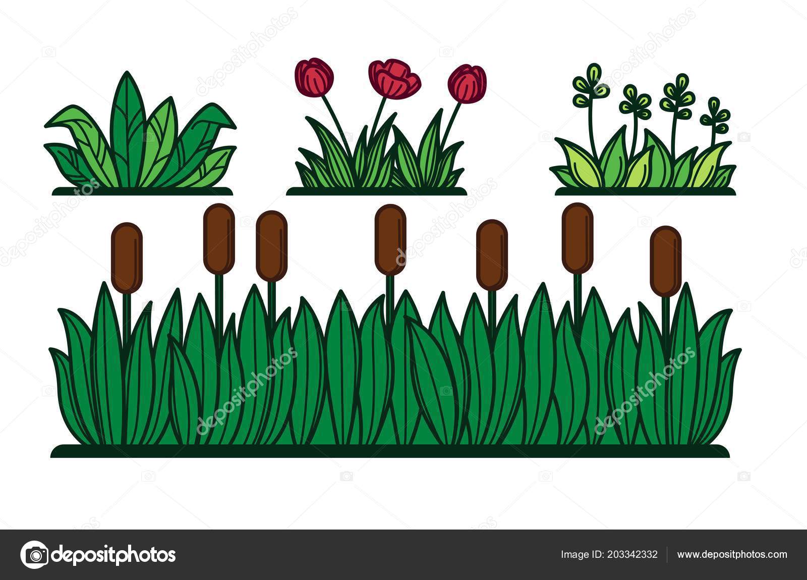 Green Grass Flower Plants Reed Stock Vector Image by ©Sonulkaster ...