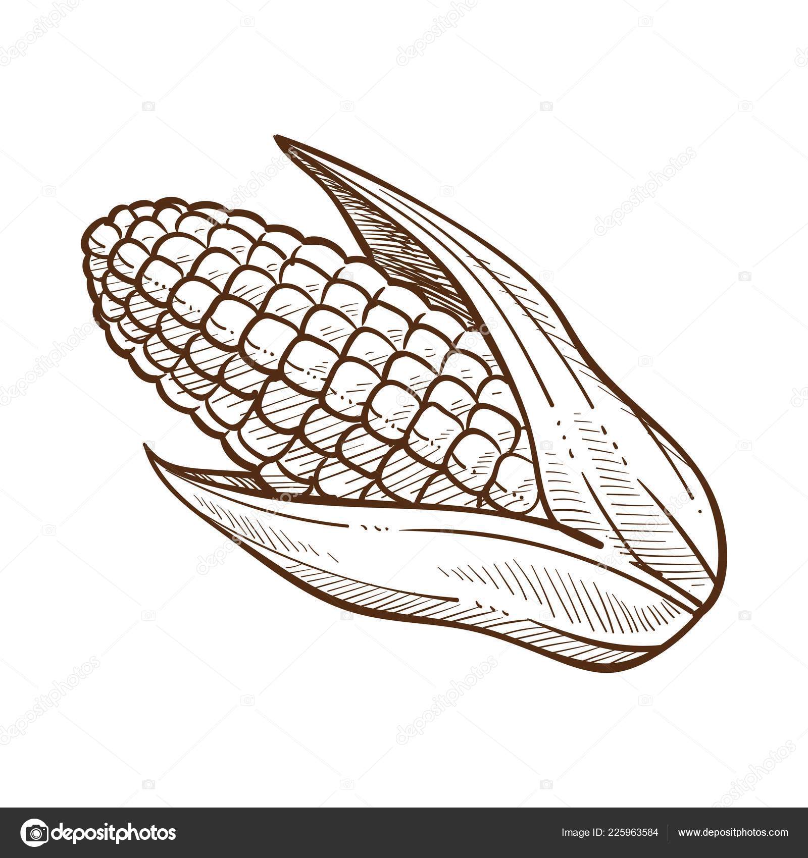Skizze Grafische Zeichnung Eines Mais Mais Mit Blättern - Vektorgrafik ...