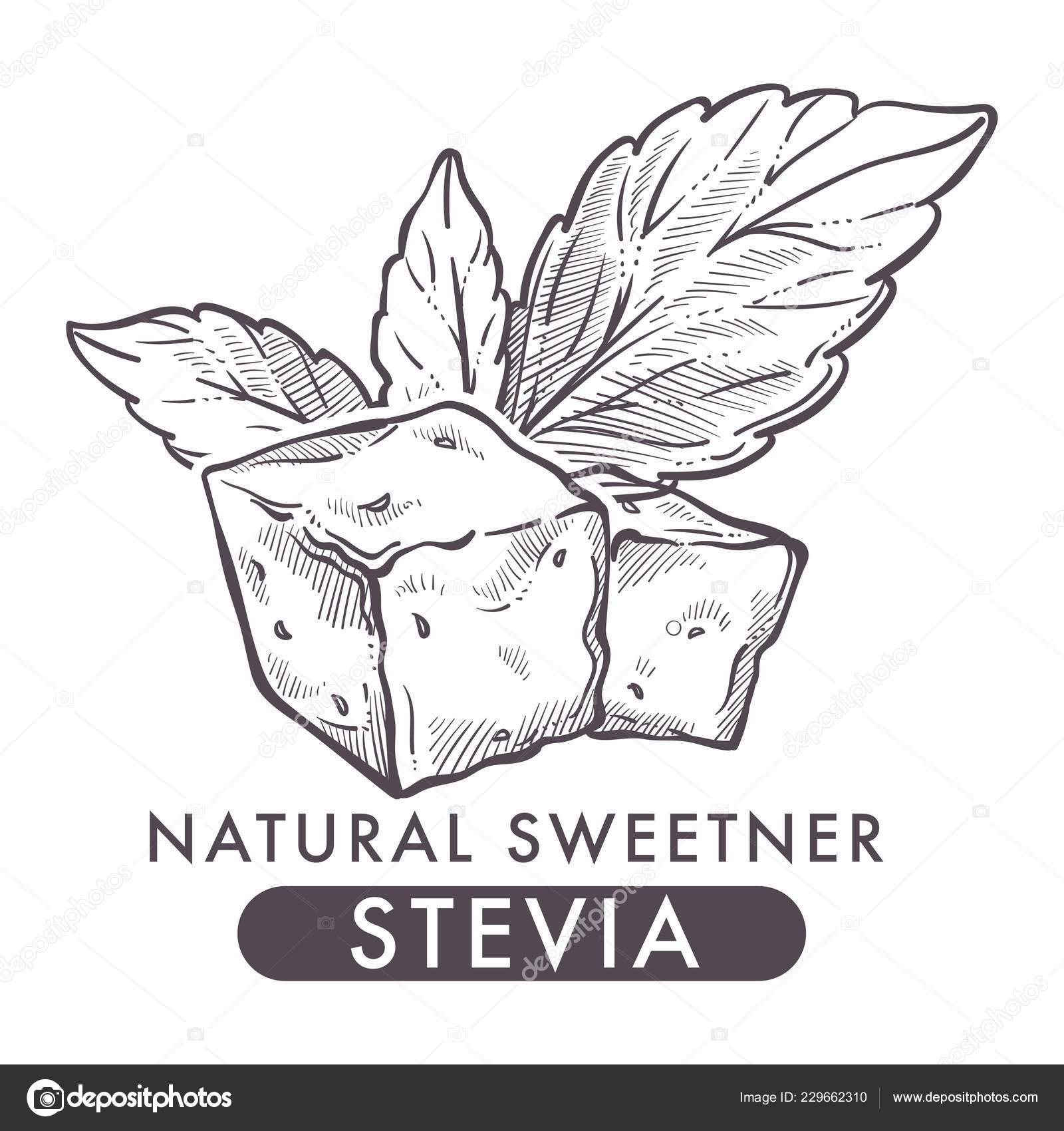 Stevia Natural Sweetener Vector Sketch — Stock Vector © Sonulkaster ...