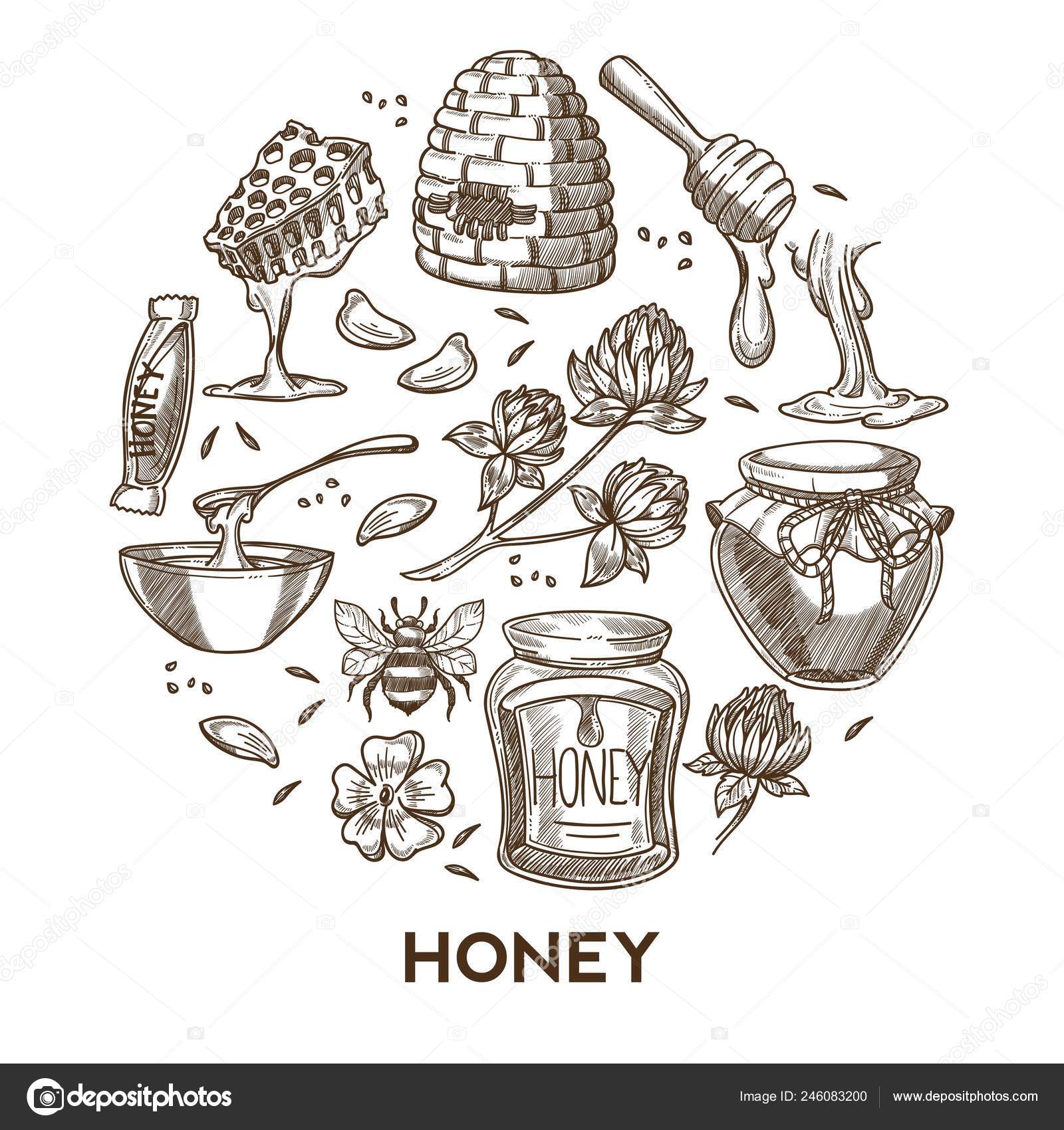 Beekeeping Apiary Honey Products Tools Apiculture Farming Vector Sketch ...