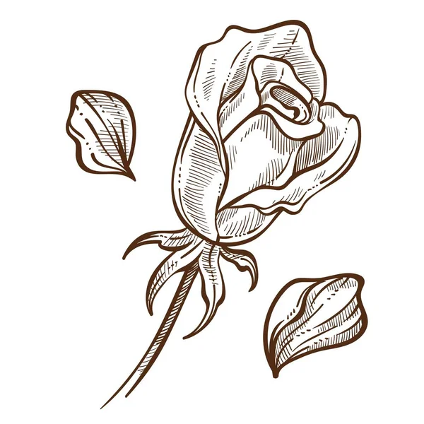 Rose Bud Outline