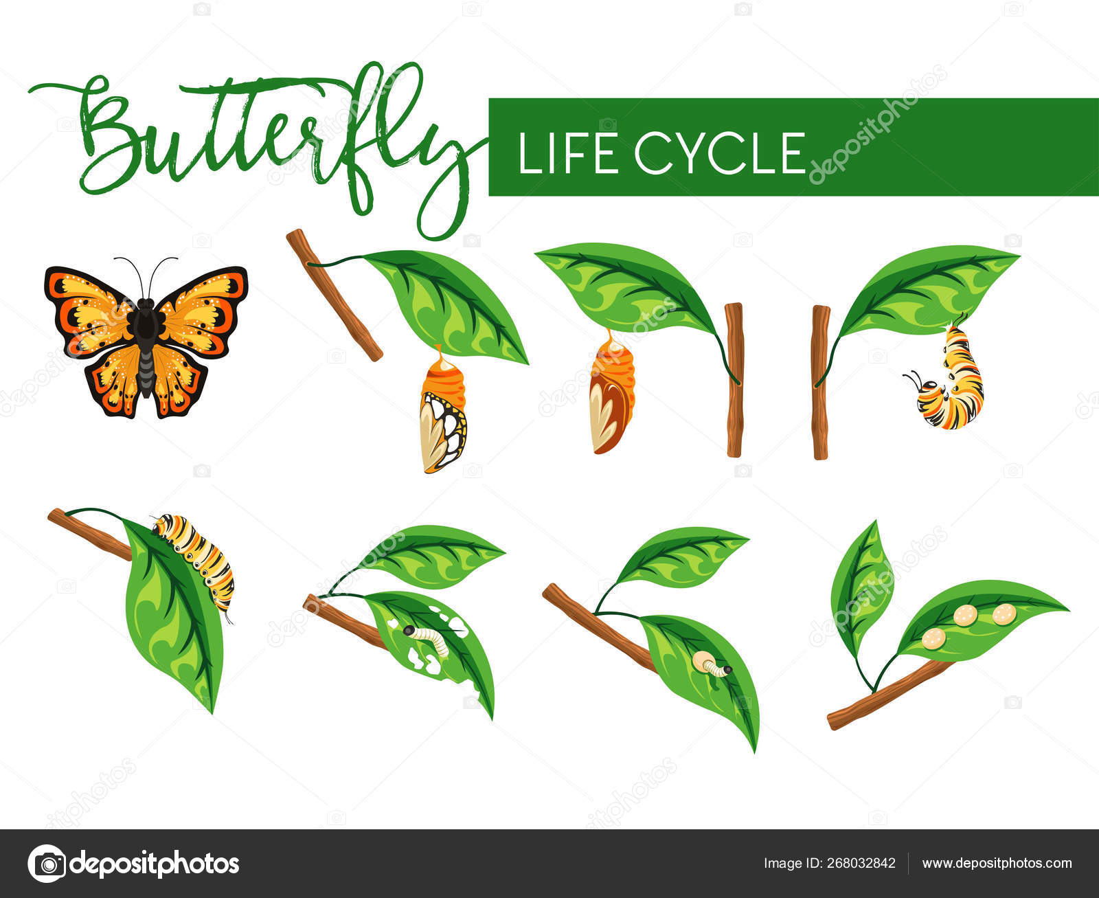 Butterfly Insect Life Cycle Larva Transformation Vector Biology Nature ...