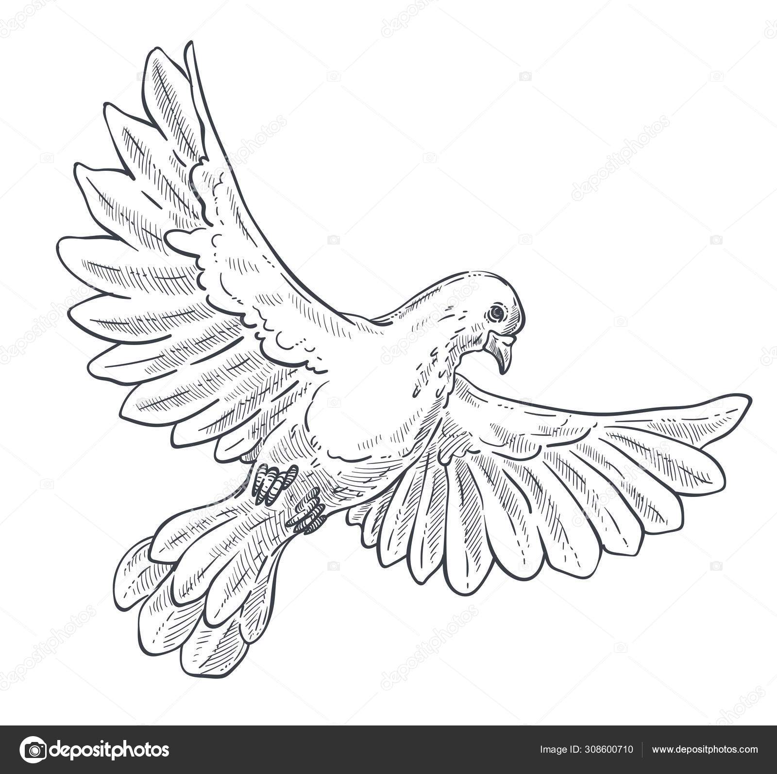 Peace Mascot Dove Pigeon Isolated Animal Sketch Vector Flying Bird ...