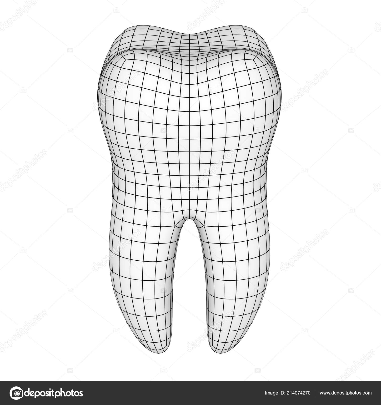 Tooth 3d Model