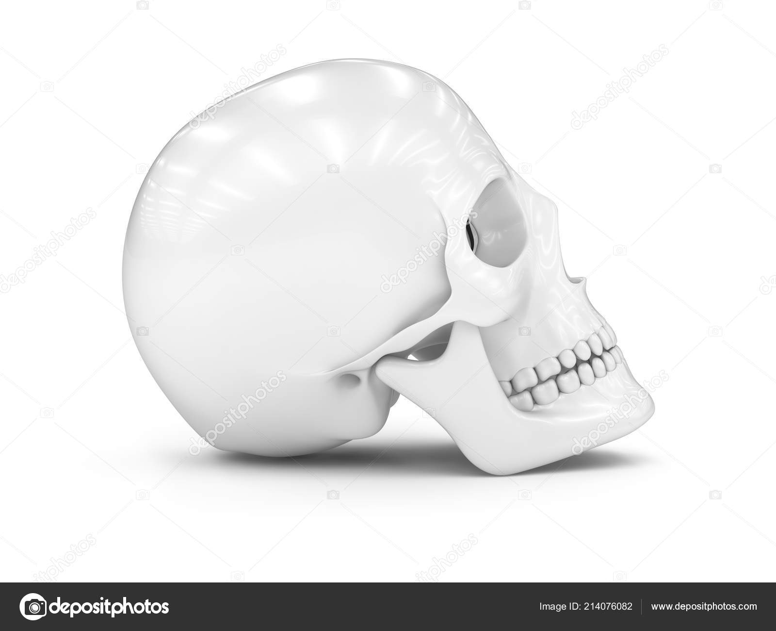 Model Skull — Stock Photo © PirenX #214076082