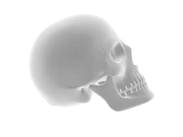 Human skull Stock Photos, Royalty Free Human skull Images | Depositphotos