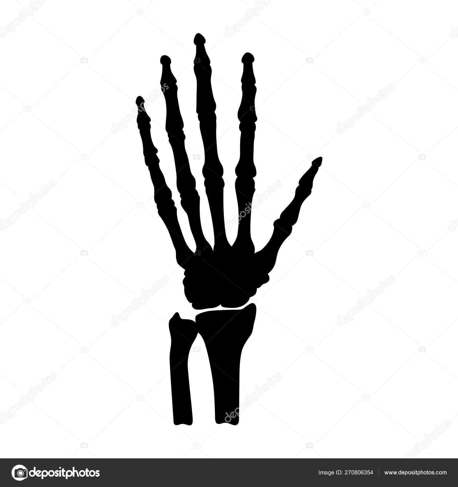 Huesos Humanos Mano Anatomía Vector Vector de stock #270806354 de ©Den ...