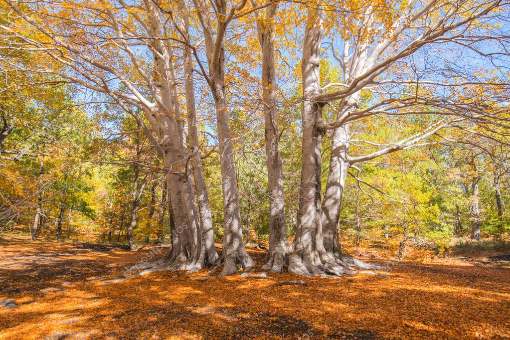 Trofa du Camperi, haya centenaria en el volcán Etna en la temporada de ...