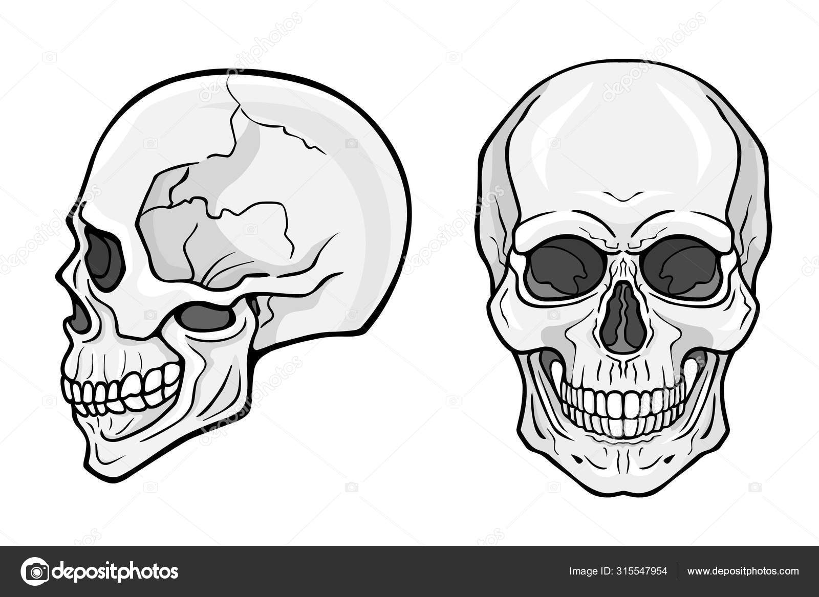 Calavera Humana Vista Frontal Vista Perfil Ilustración Vectorial ...