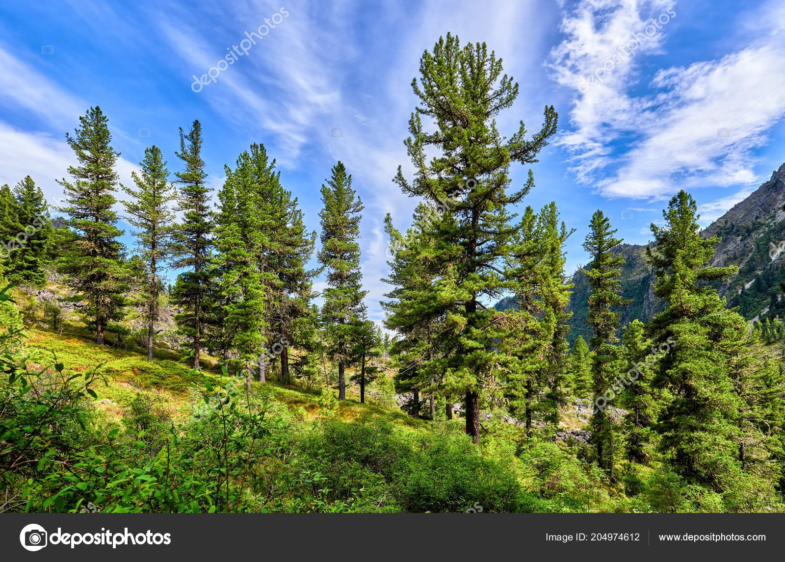 Pine Tree In Taiga
