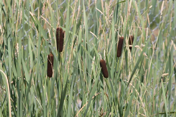 Cat tails Stock Photos, Royalty Free Cat tails Images | Depositphotos