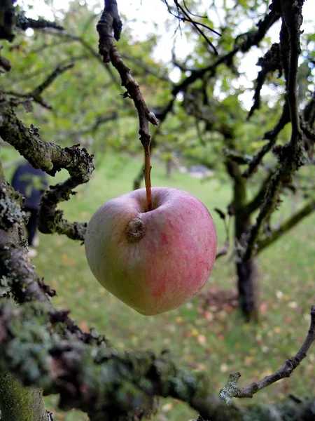Unusual apple tree Stock Photos, Royalty Free Unusual apple tree Images ...