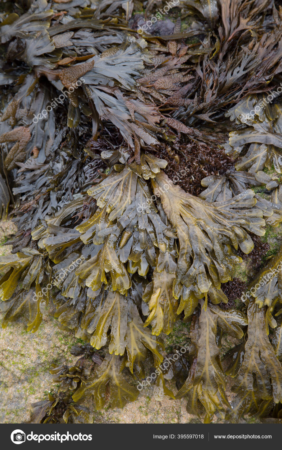 Algas Marinhas Praia Galiza Espanha fotos, imagens de © kevers #395597018