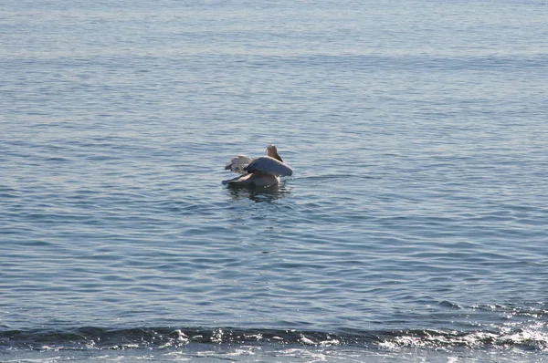 Nado de gaivota Stock Photos, Royalty Free Nado de gaivota Images ...