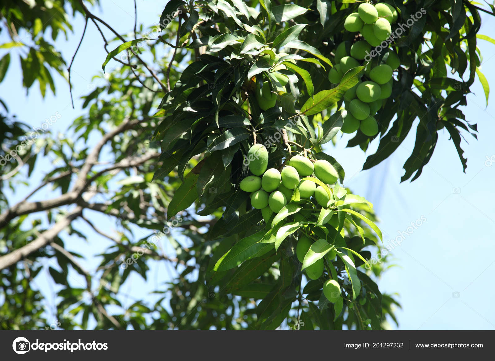 Low Angle View Mango Tree Stock Photo by ©eskaylim 201297232